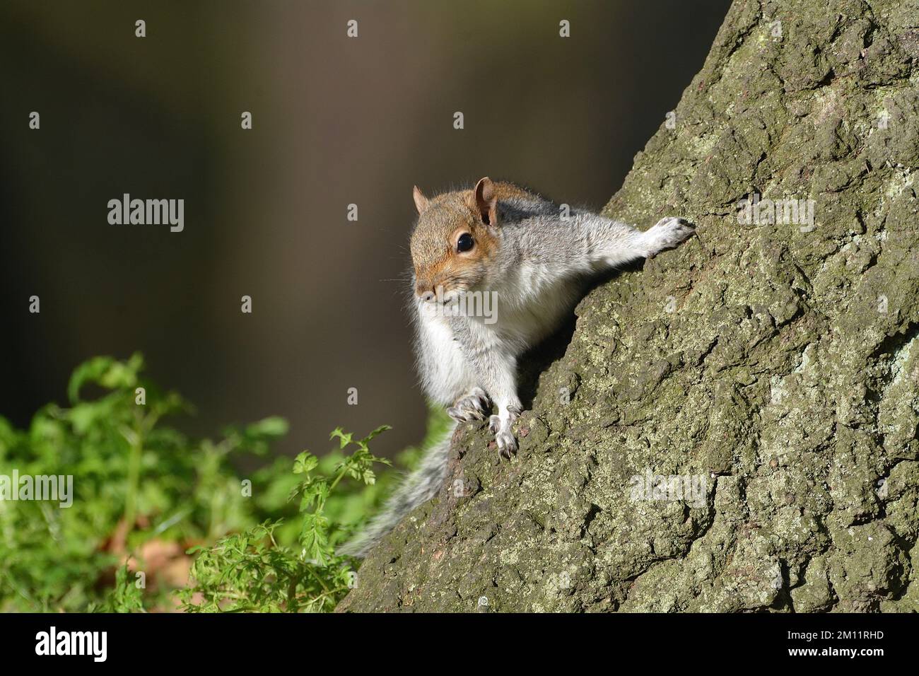 Eastern grey squirrel at the bottom of a tree trunk, Norfolk, England ...
