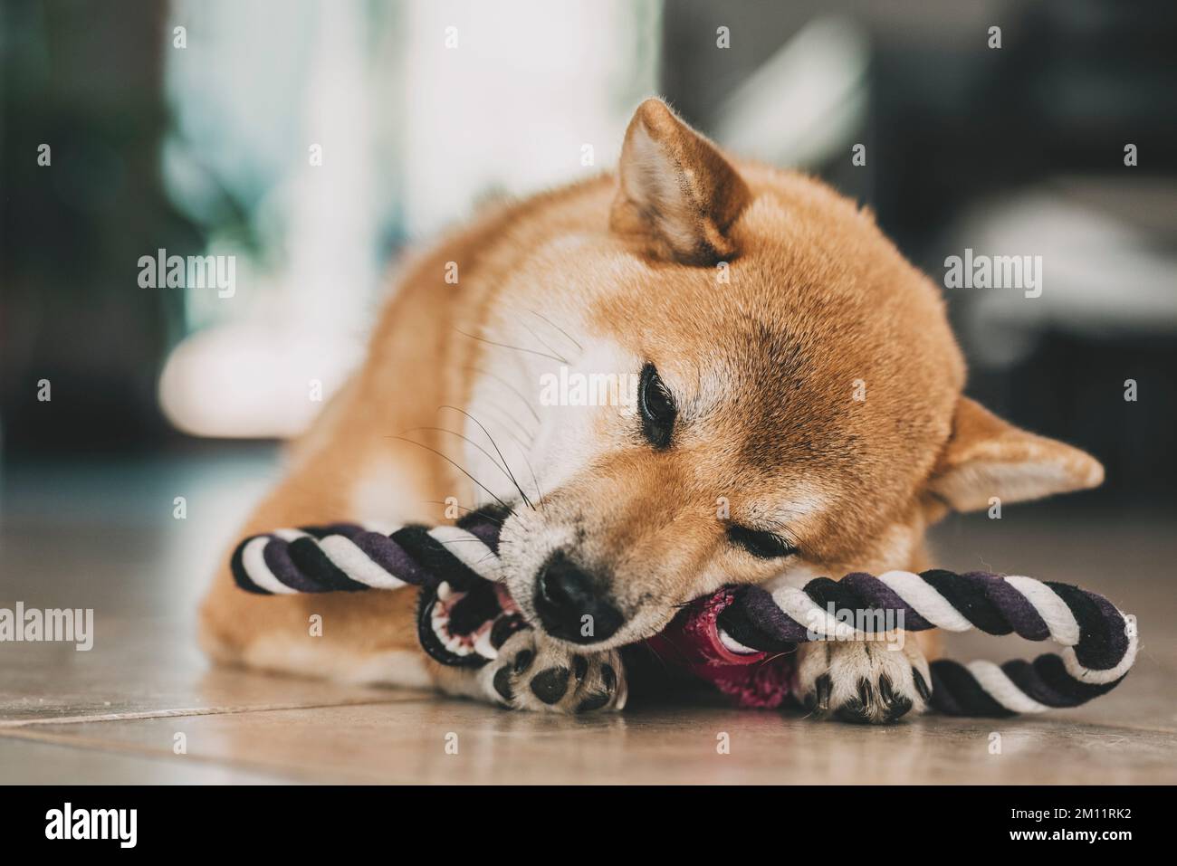 One lovely puppy of shiba inu playing with dog toy cord and having fun ...