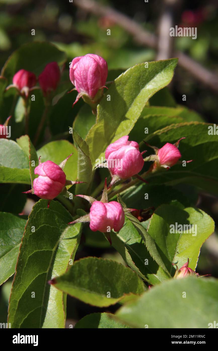 Blossom of crab apple "Red Sentinel" Malus Sylvestris Stock Photo - Alamy