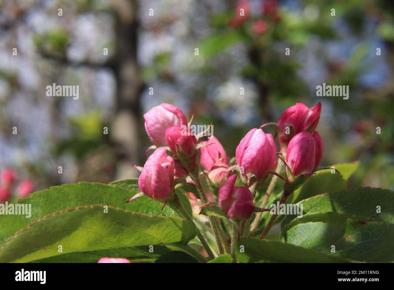 Blossom of crab apple "Red Sentinel" Malus Sylvestris Stock Photo - Alamy