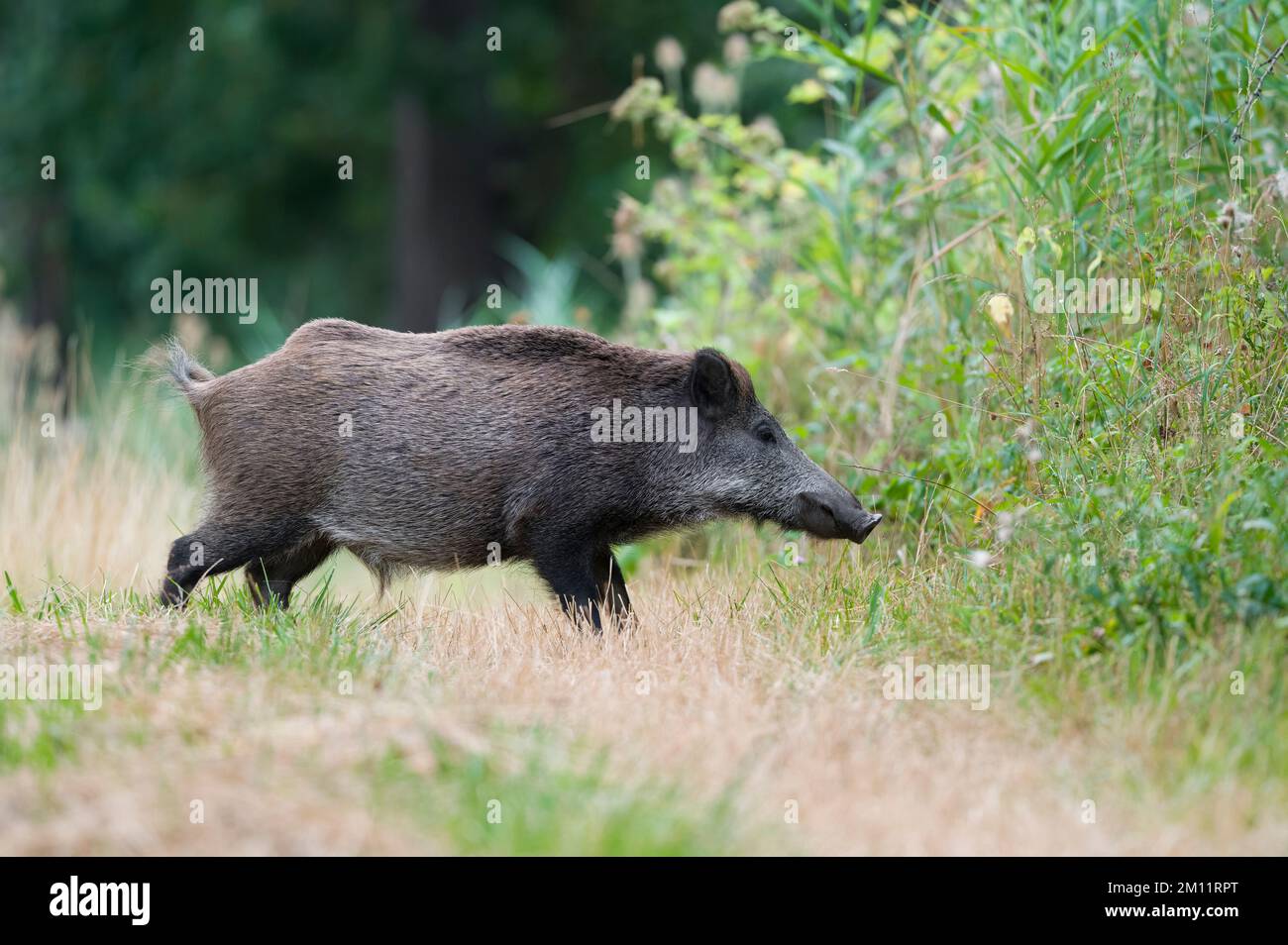 Wild boar (Sus scrofa) crosses a path, overrun boar, summer, Hesse ...