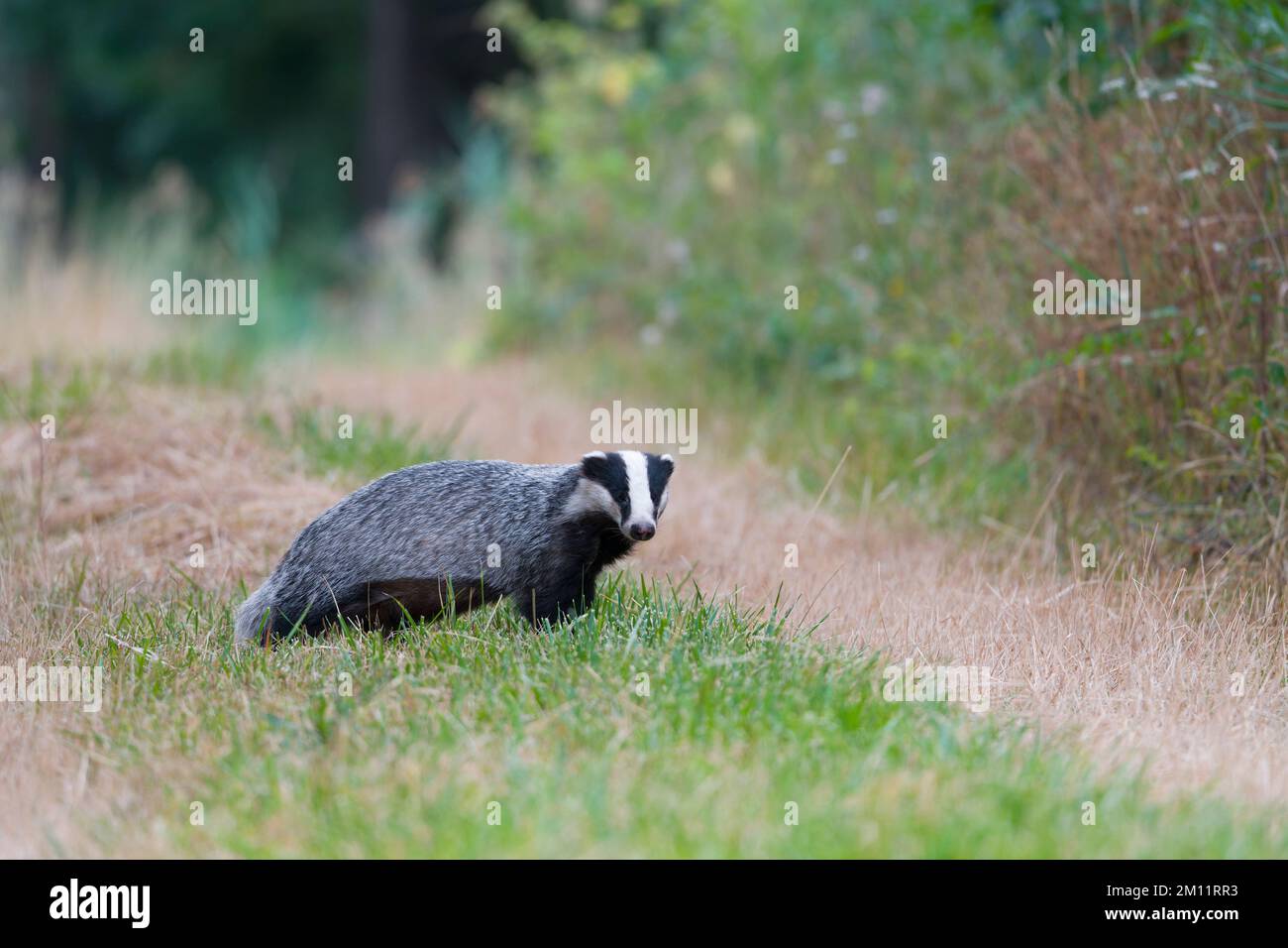 Badger (Meles meles) on a field path, summer, Hesse, Germany, Europe ...