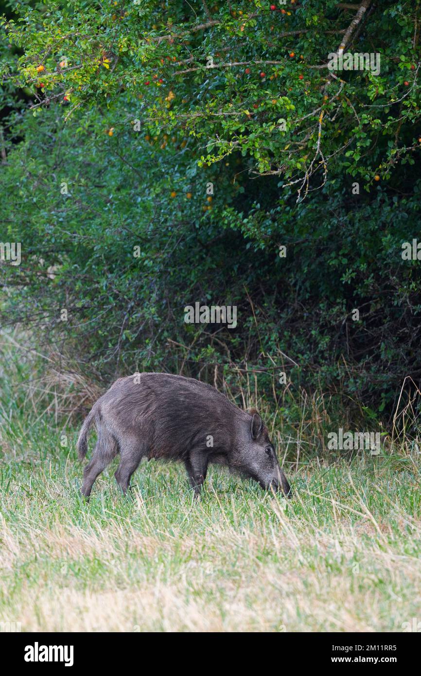Wild boar (Sus scrofa) under a mirabelle tree in a meadow, sow, summer ...