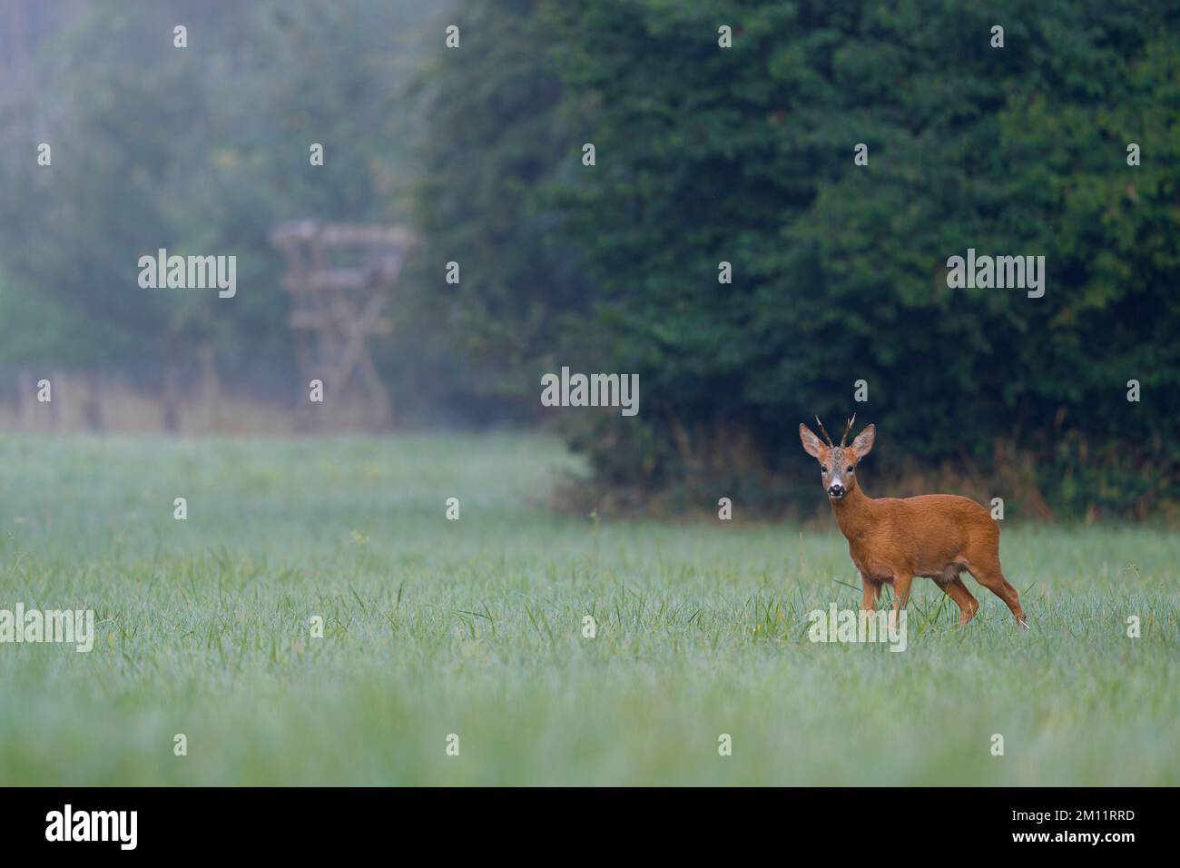 In the background a ladder seat hi-res stock photography and images - Alamy