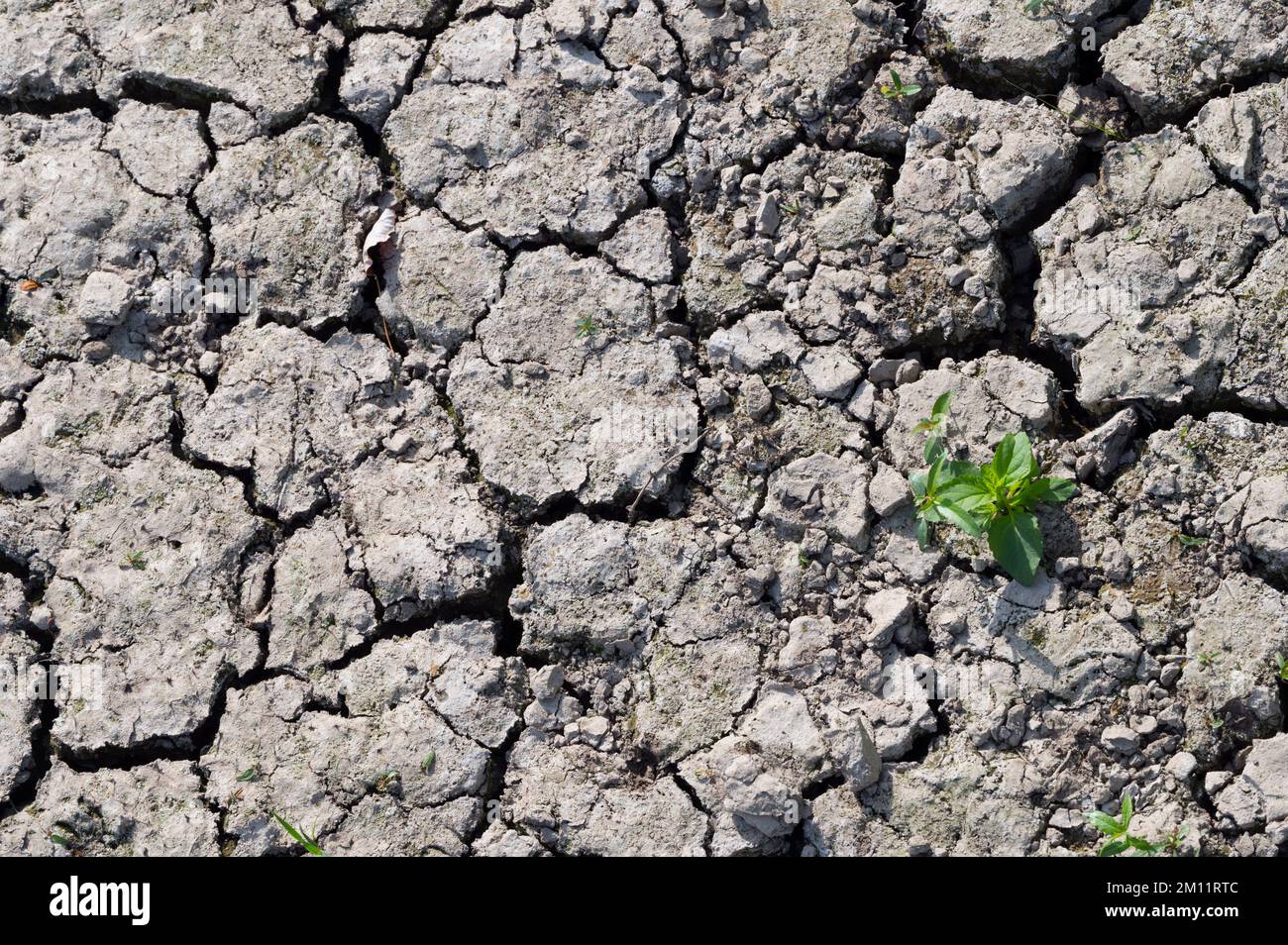 Dry soil, summer, Hesse, Germany, Europe Stock Photo - Alamy