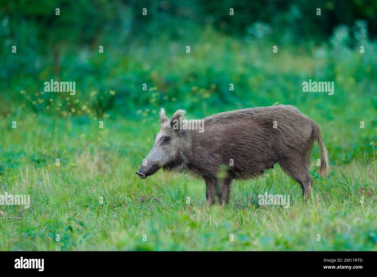 Wild boar (Sus scrofa), sow, summer, Hesse, Germany, Europe Stock Photo ...