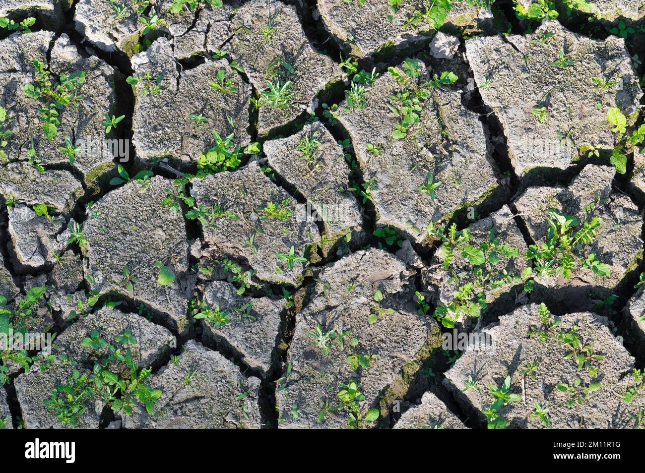 Soil summer hi-res stock photography and images - Alamy