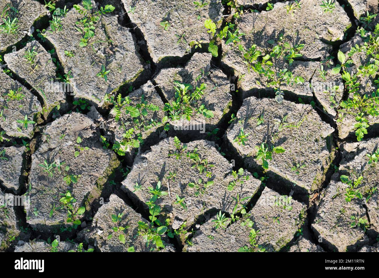 Soil summer hi-res stock photography and images - Alamy