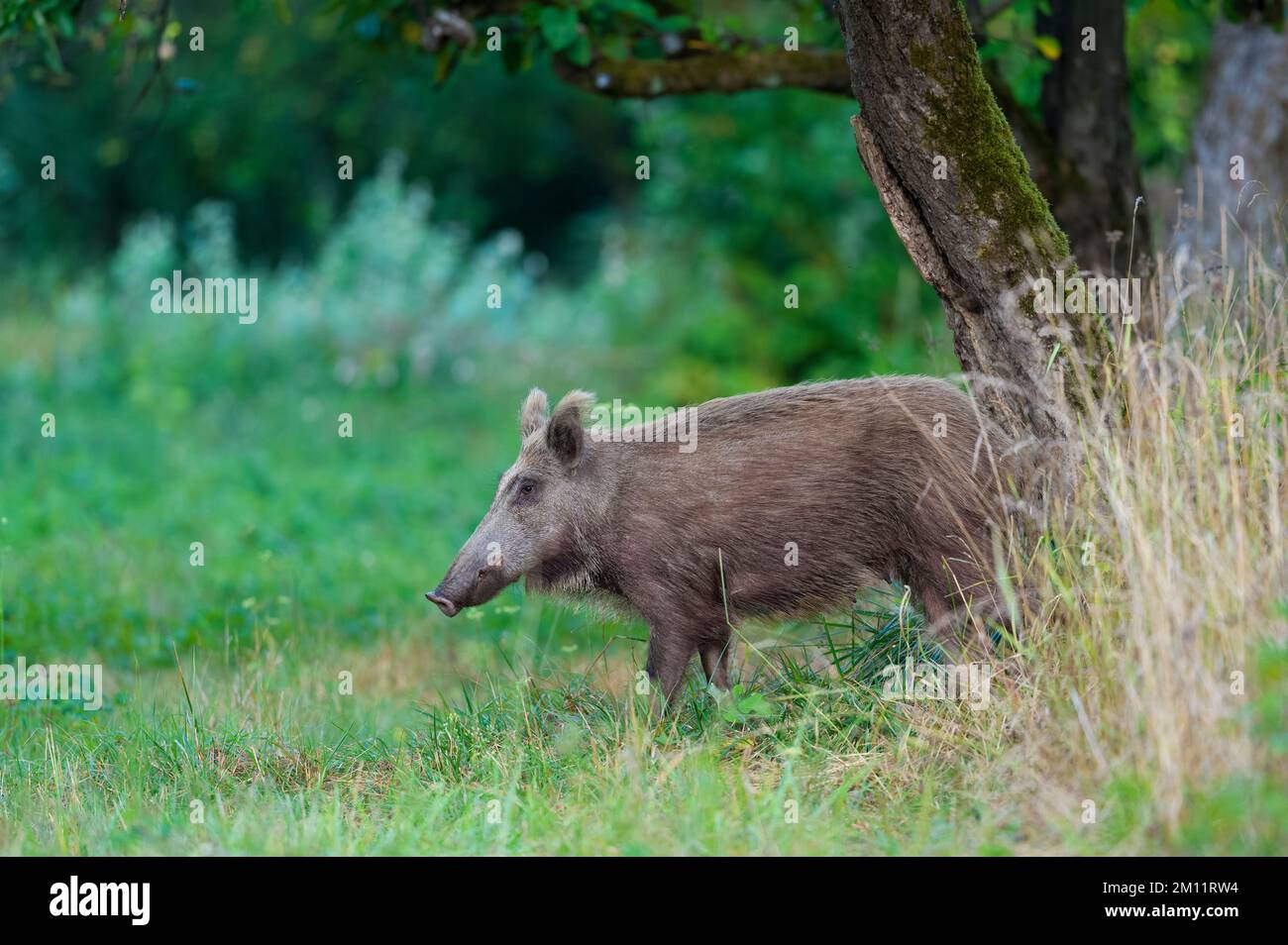 Wild boar (Sus scrofa), sow, summer, Hesse, Germany, Europe Stock Photo ...