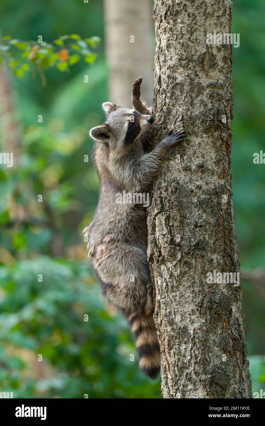 Raccoon (Procyon lotor) climbing a tree, summer, Hesse, Germany, Europe ...