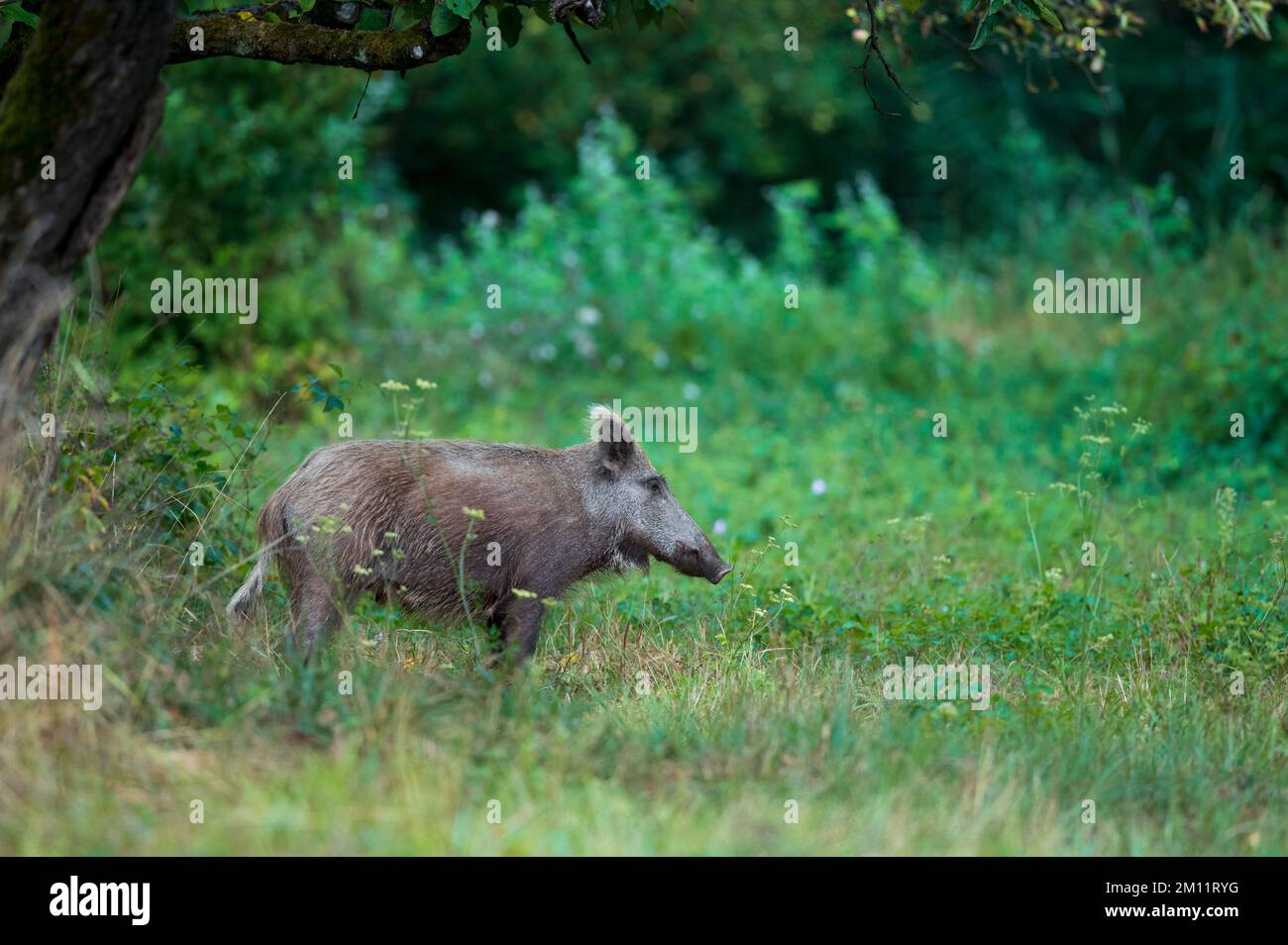 Wild boar (Sus scrofa) at forest edge, sow, summer, Hesse, Germany ...