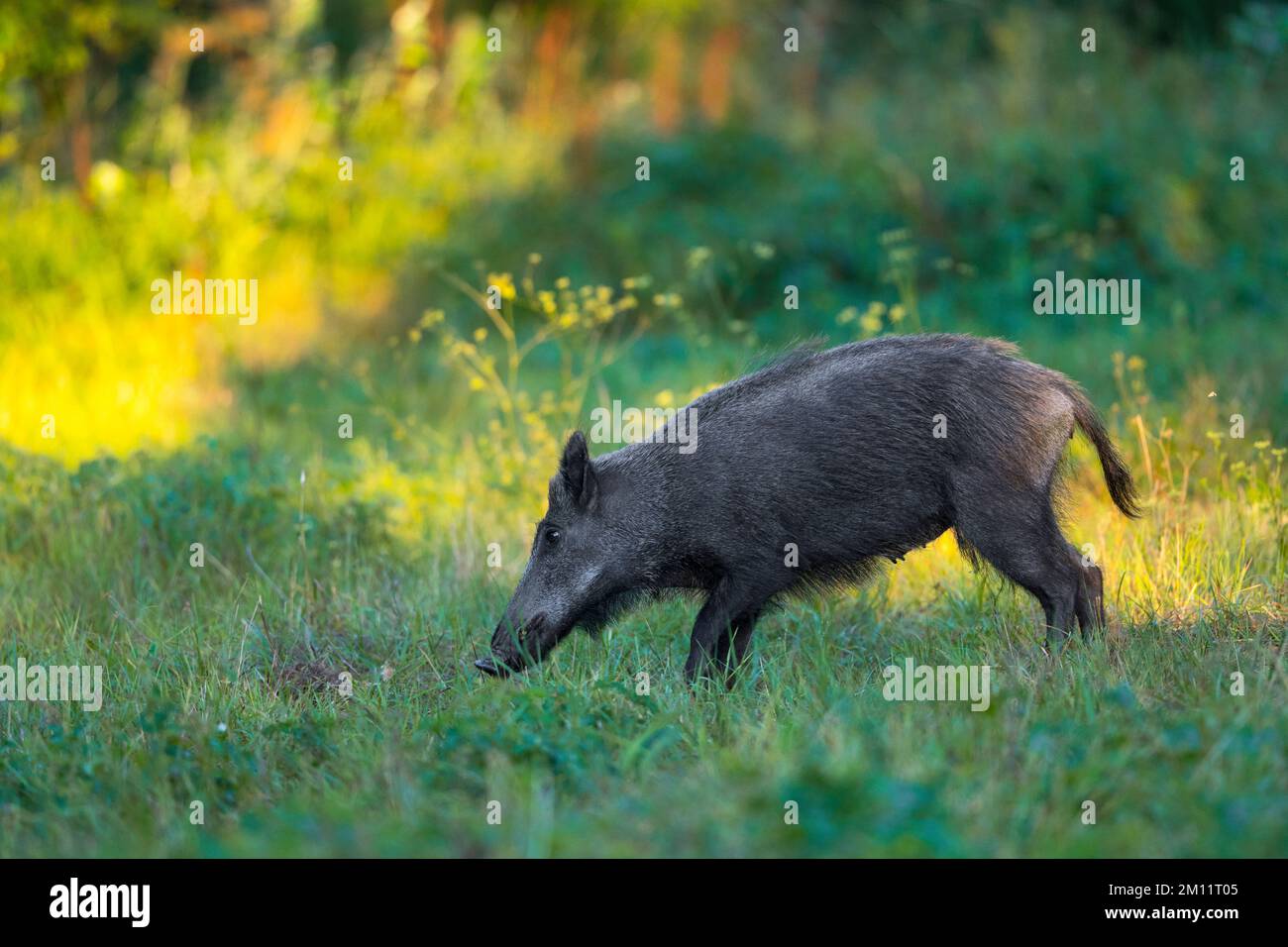 Wild boar (Sus scrofa) on a meadow, sow, summer, Hesse, Germany, Europe ...