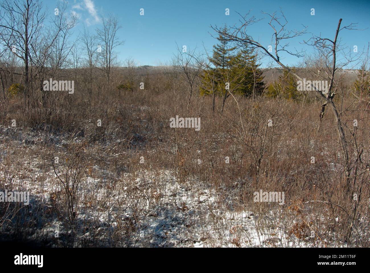 Stunted trees on the plateau of Breathed Mountain in West Virginia ...