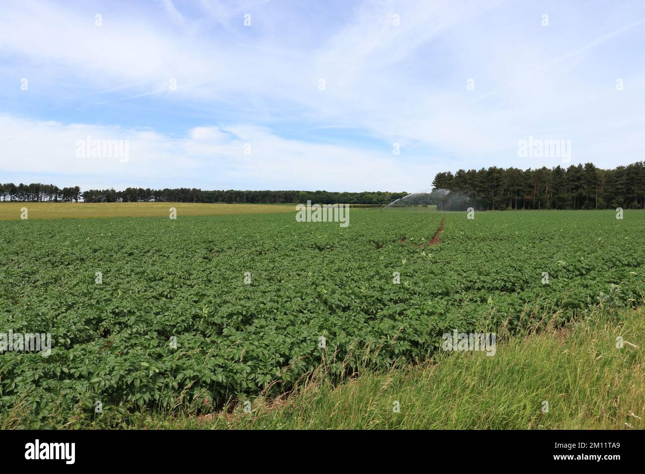 field of potatoes, Foljambe Estates; Osberton; Rayton Lane; Worksop ...