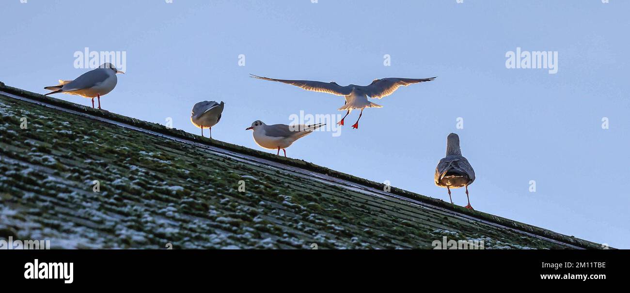 Oxford Island & Kinnego Marina, Lough Neagh, County Armagh, Northern ...