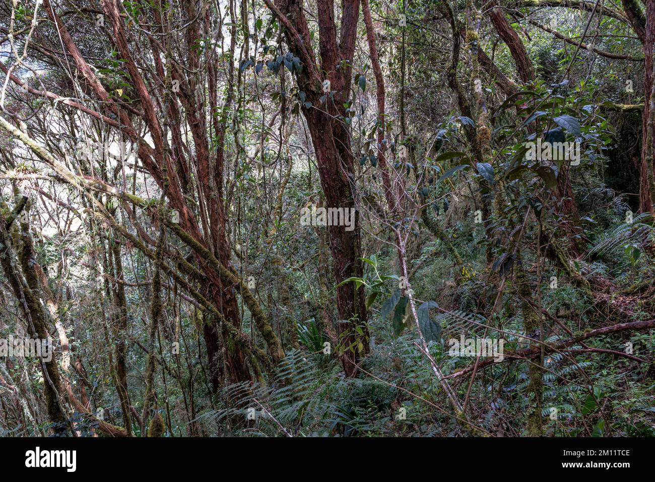 South America, Colombia, Department of Antioquia, Colombian Andes ...