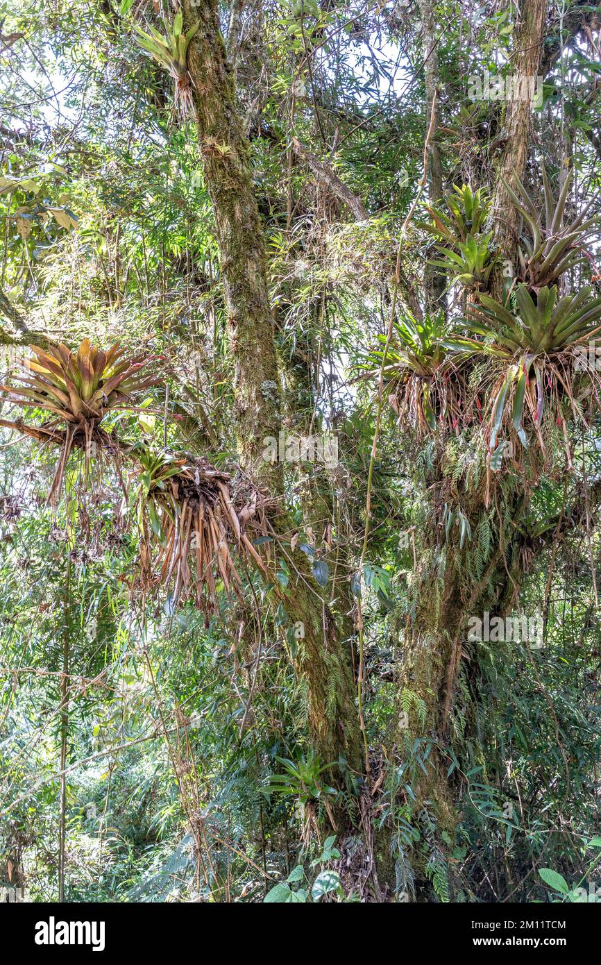 South America, Colombia, Departamento Antioquia, Colombian Andes, Urrao ...
