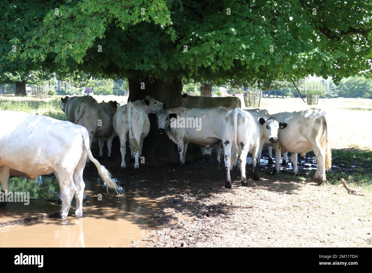 Beef cows sheltering from the sun, Foljambe Estates, Osberton, Rayton ...