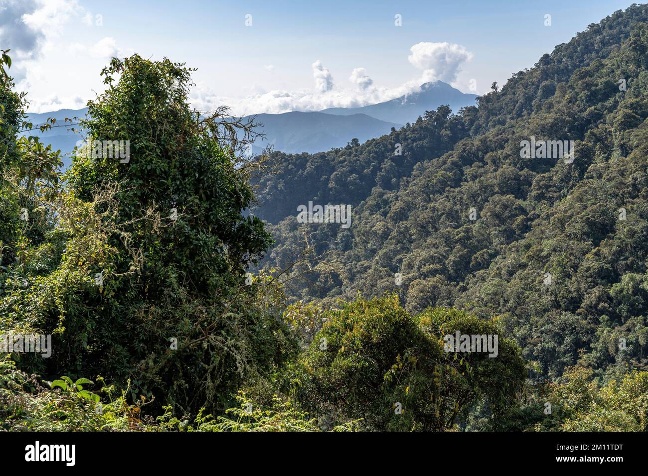 South America, Colombia, Department of Antioquia, Colombian Andes ...
