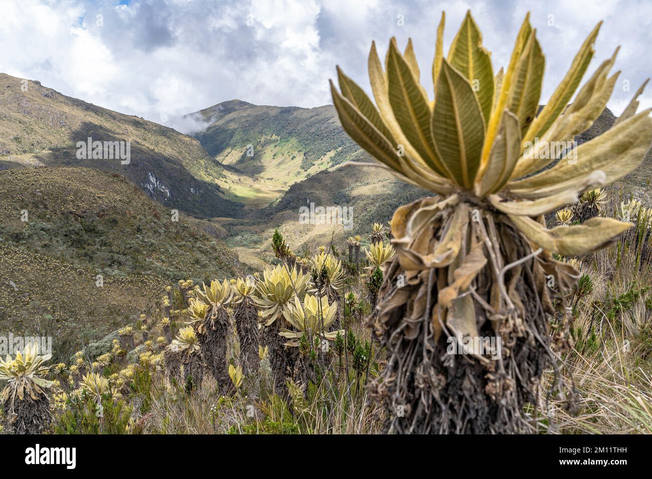 View into a long andean valley hi-res stock photography and images - Alamy