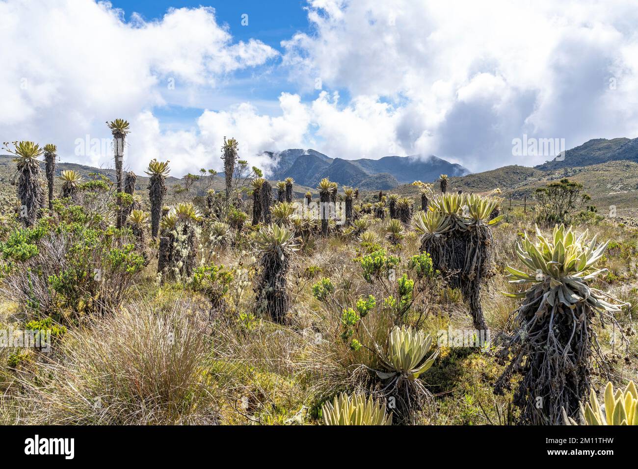 South America, Colombia, Department of Antioquia, Colombian Andes ...
