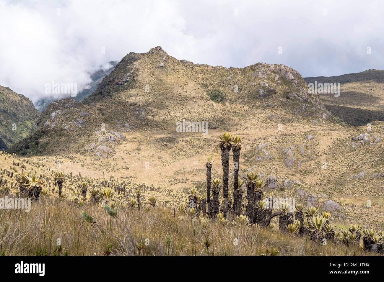 South America, Colombia, Department of Antioquia, Colombian Andes ...