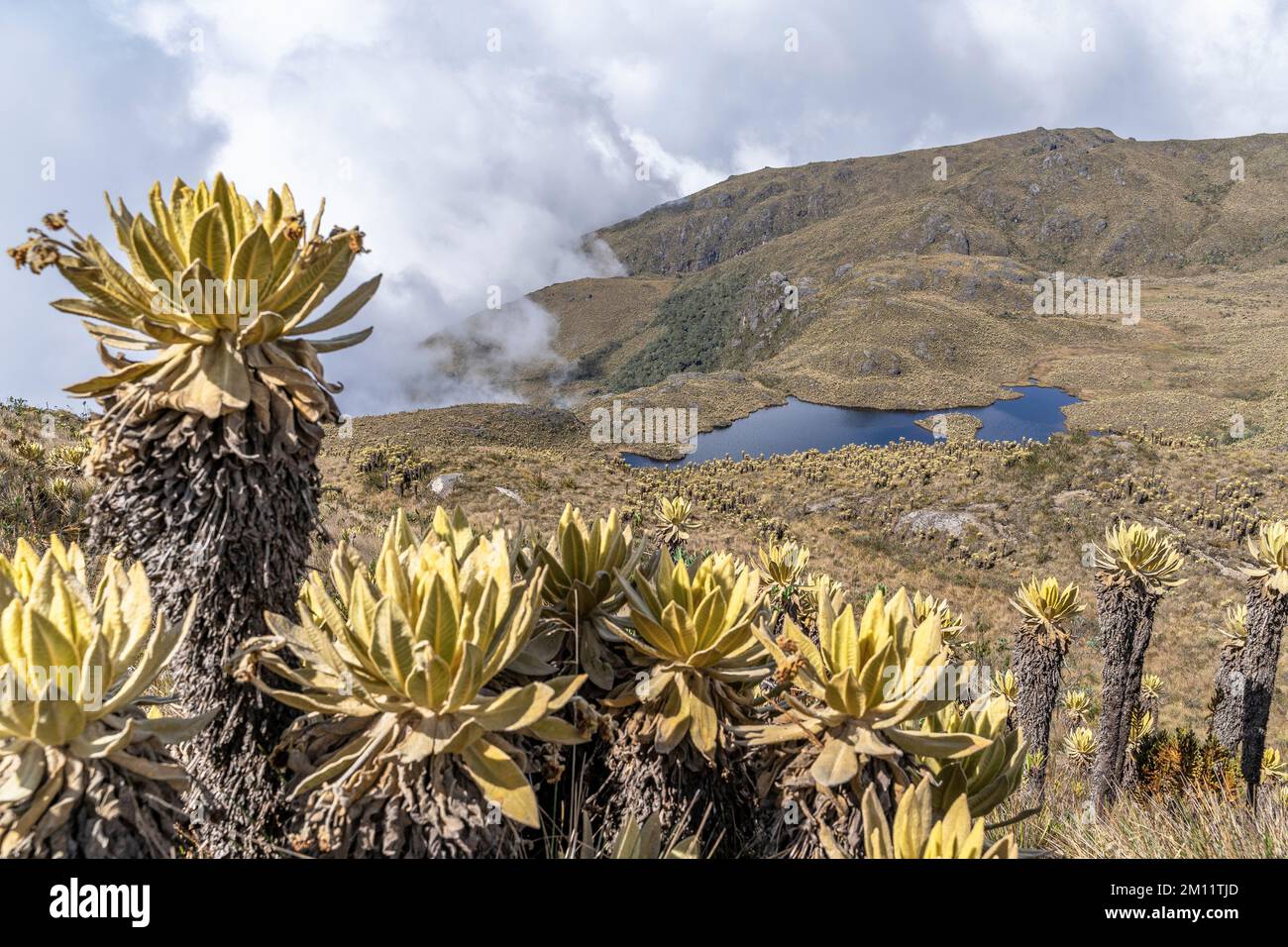 South America, Colombia, Department of Antioquia, Colombian Andes ...