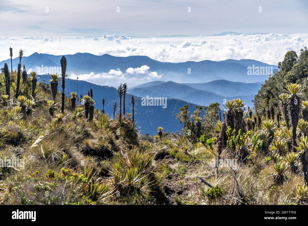 South America, Colombia, Departamento Antioquia, Colombian Andes, Urrao ...