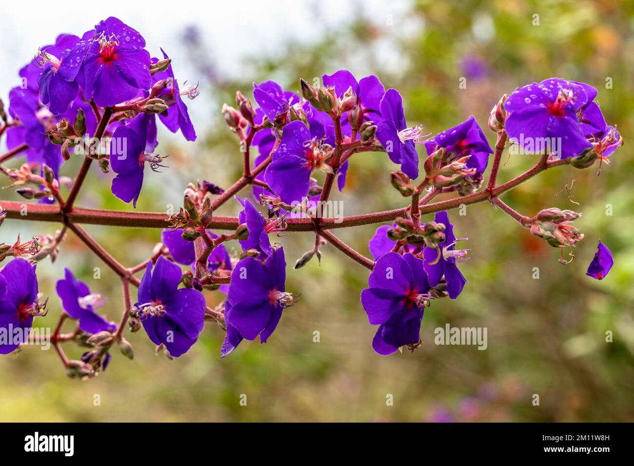 Colombiana Movie Flower Name