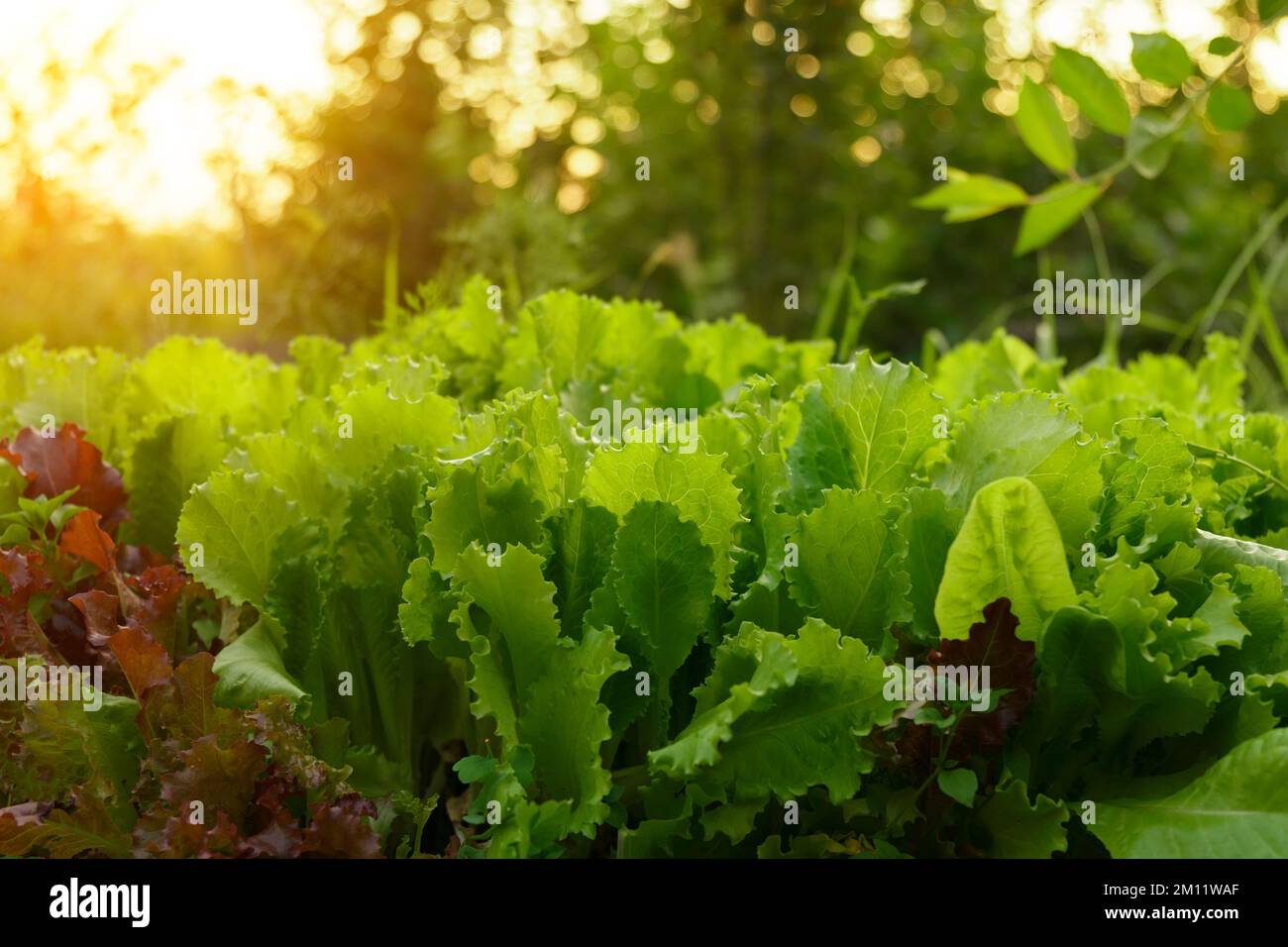 Planting lettuce on an organic farm for the health market. A young ...