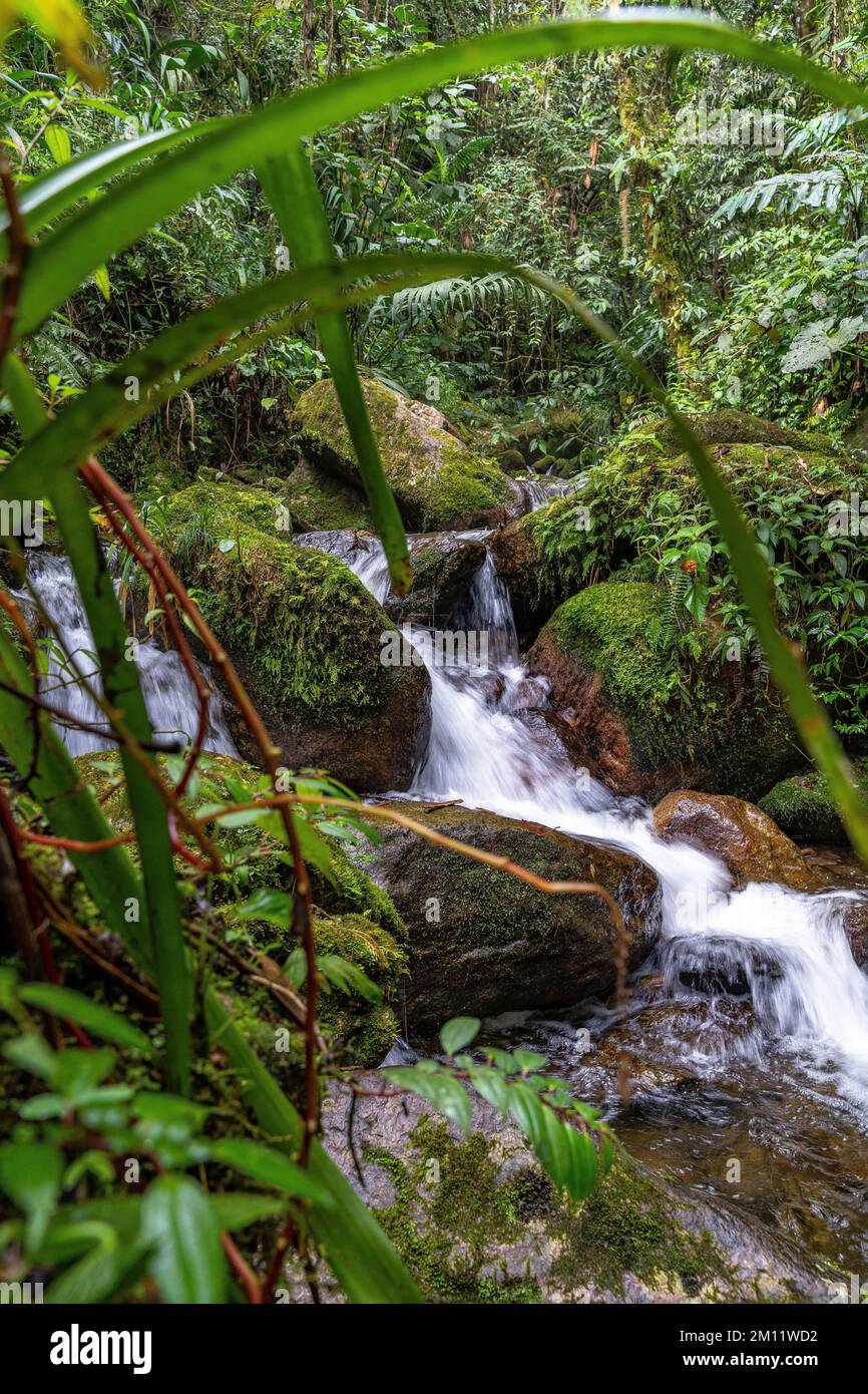 South America, Colombia, Departamento de Antioquia, Medellín, Envigado ...
