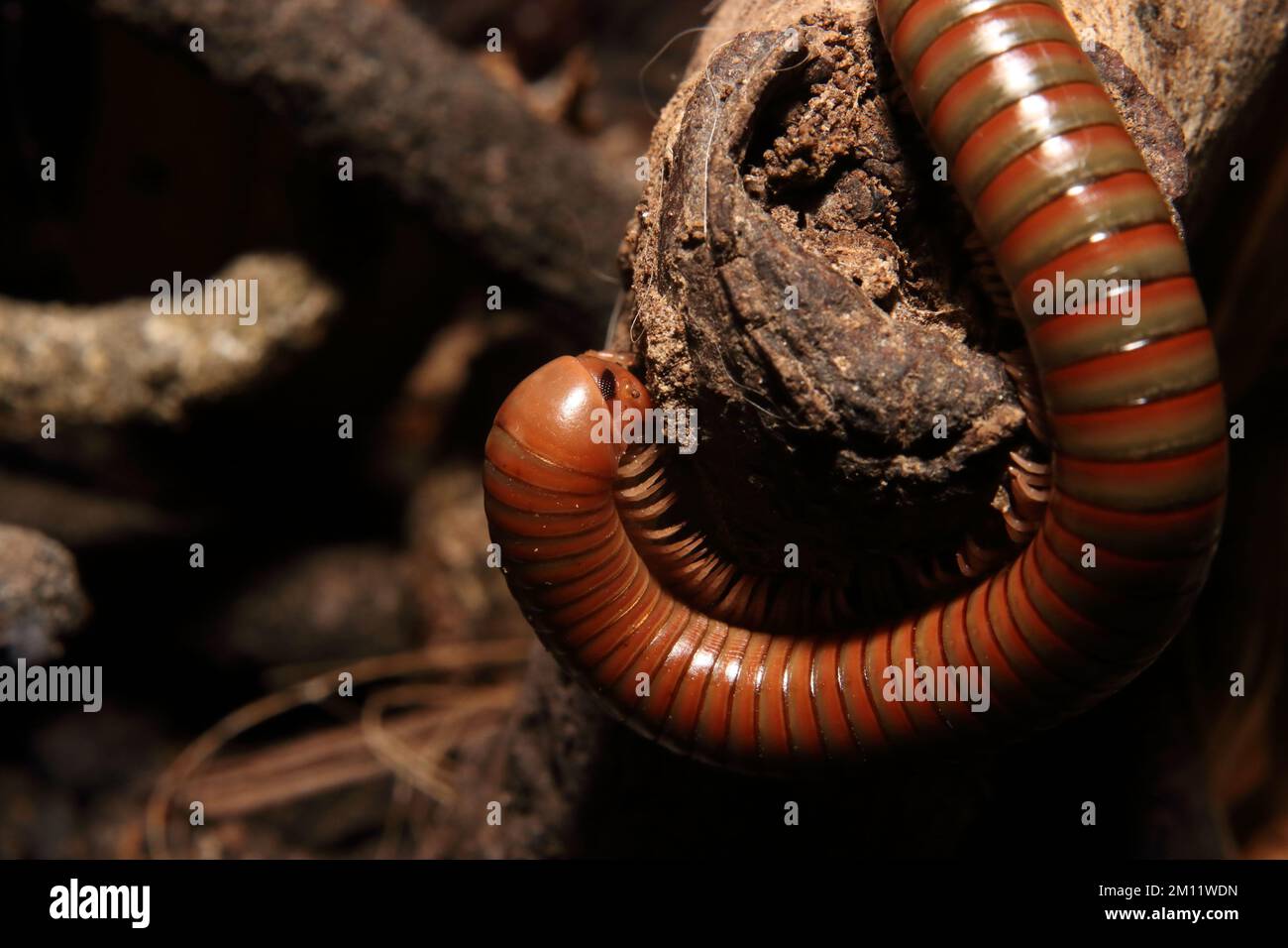Red millipede hi-res stock photography and images - Alamy