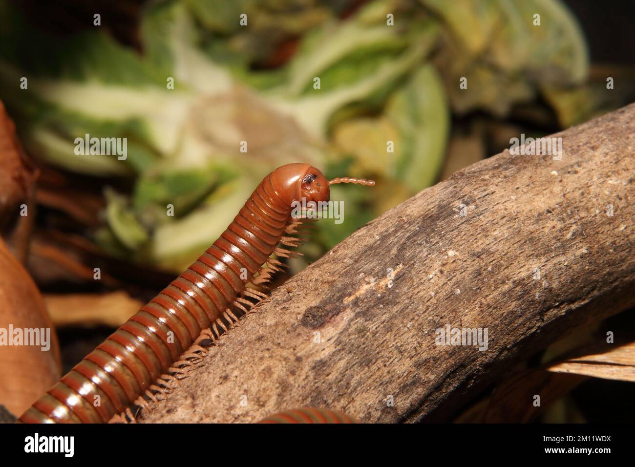 Red-banded Millipede in a vivarium Pelmatojulus excisus Stock Photo - Alamy