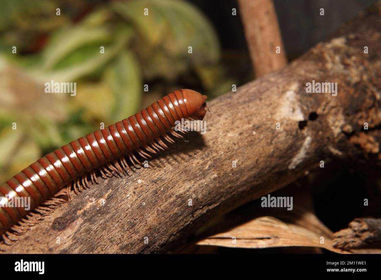 Red millipede hi-res stock photography and images - Alamy
