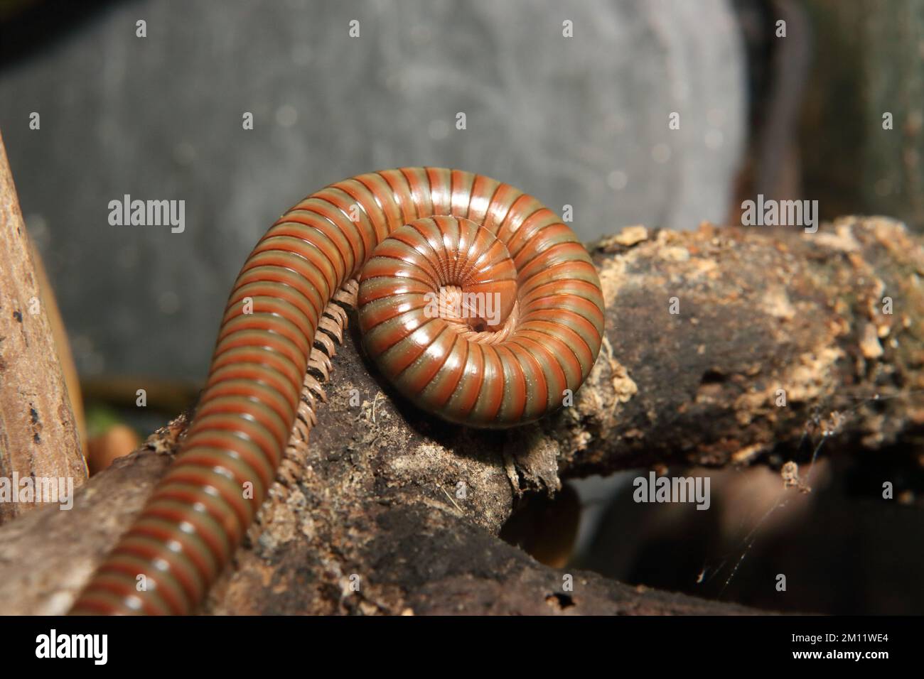 Red fire millipede hi-res stock photography and images - Alamy