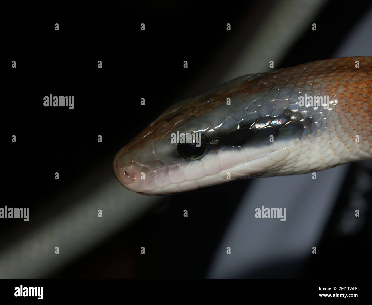 A selective closeup focus of a Taiwan beauty snake (Elaphe taeniura) on ...