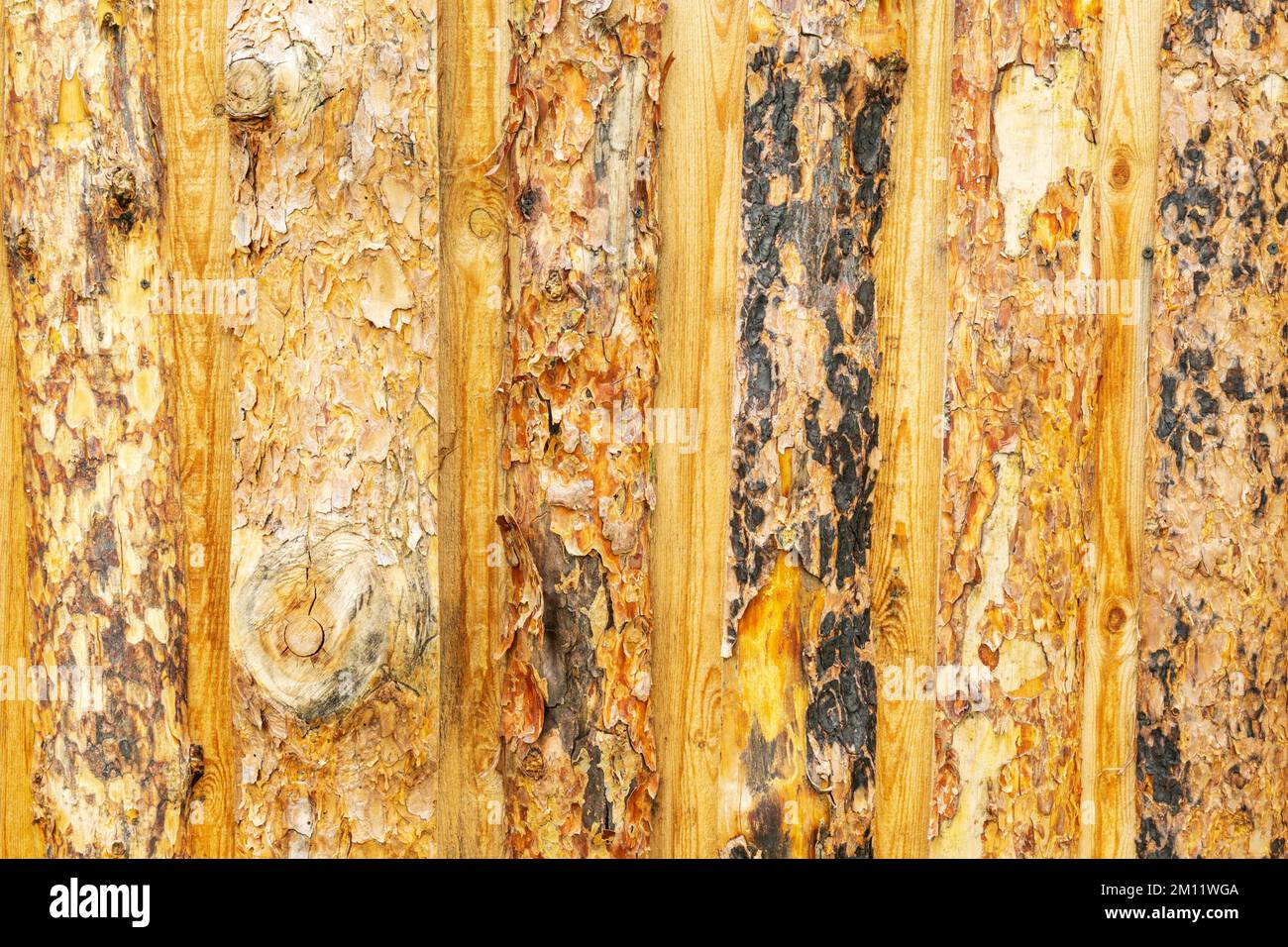 Rustic wooden planks texture background for design. Wood planks texture ...