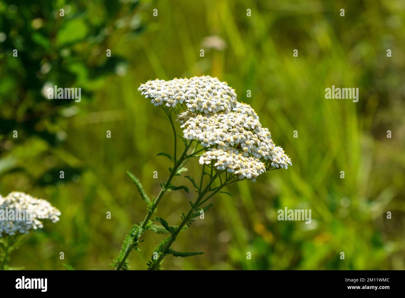 Medicinal wild herb Yarrow Achillea millefolium . The plant during ...