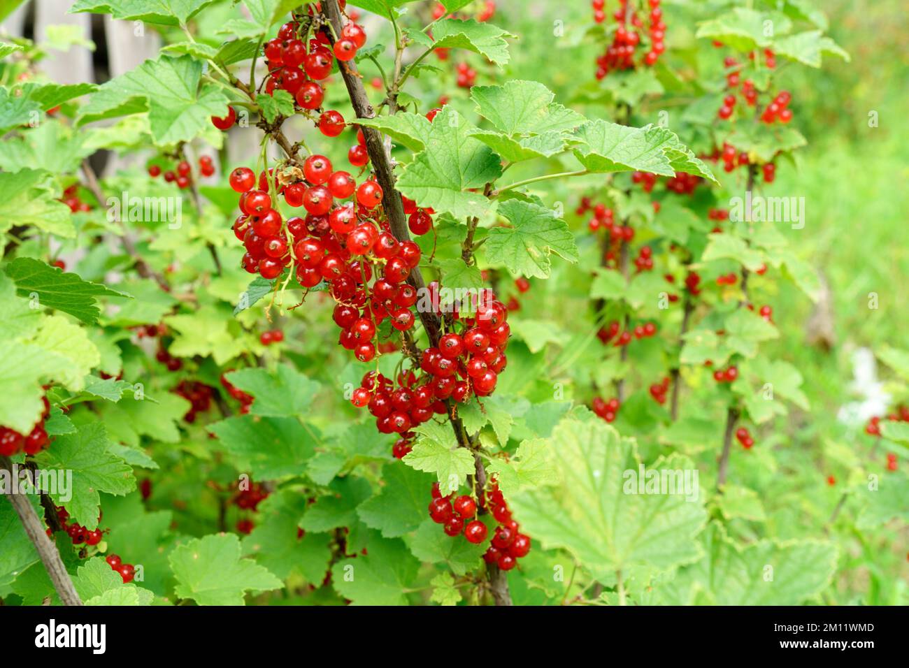 Genetic ingeneering hi-res stock photography and images - Alamy