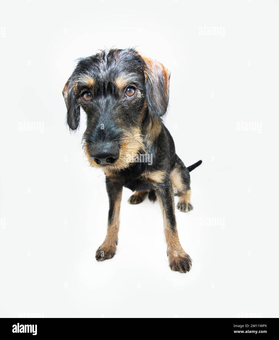 Portrait mixed bred dachshund puppy dog with sad and angry expression ...