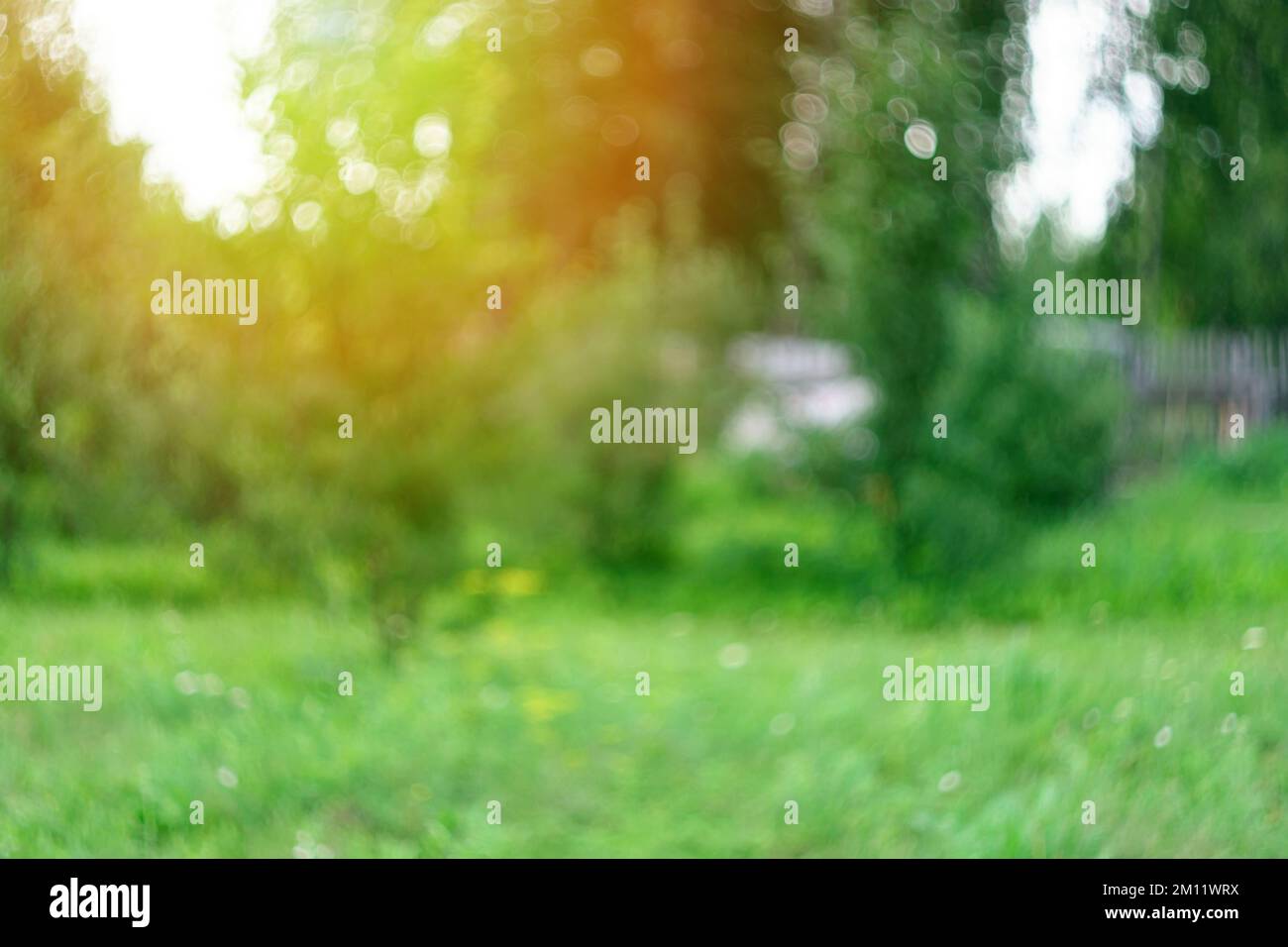 Bokeh of light, green grass and trees. Sun rays. Blurred unfocused ...
