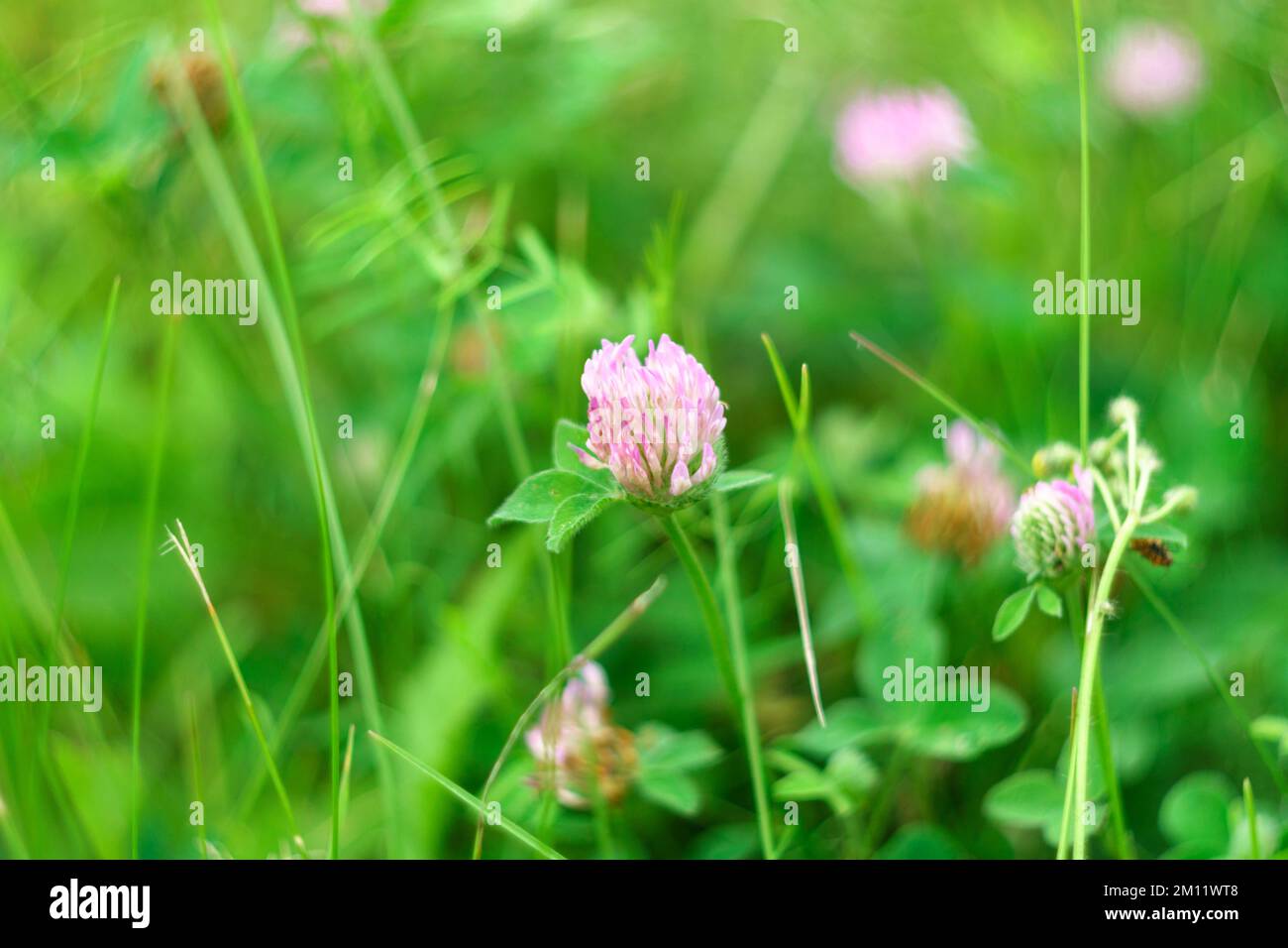 Flowers of violet clover Trifolium repens.The plant is edible ...
