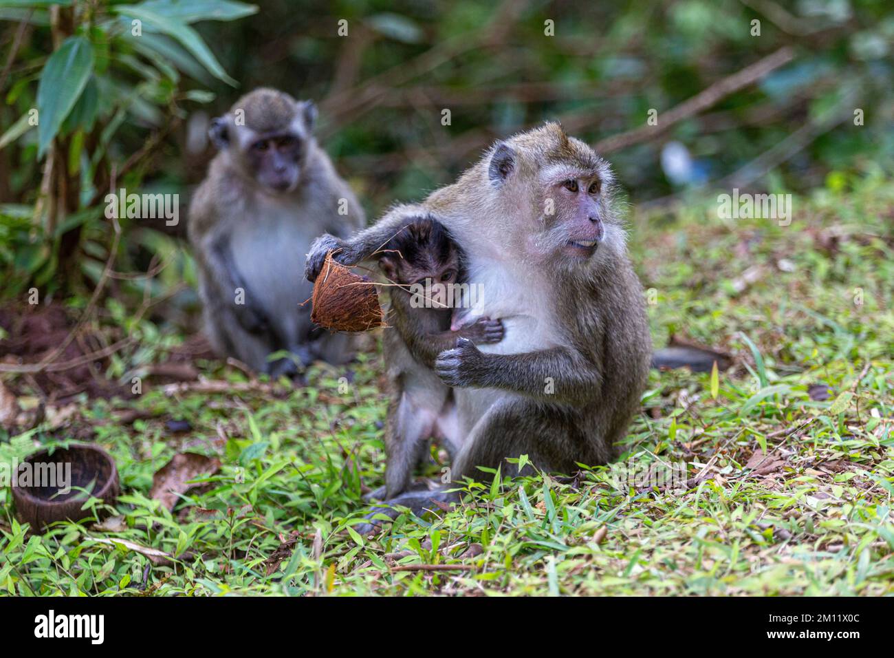 wild animal, monkeys near sacred lake of Grand Bassin in Mauritius ...