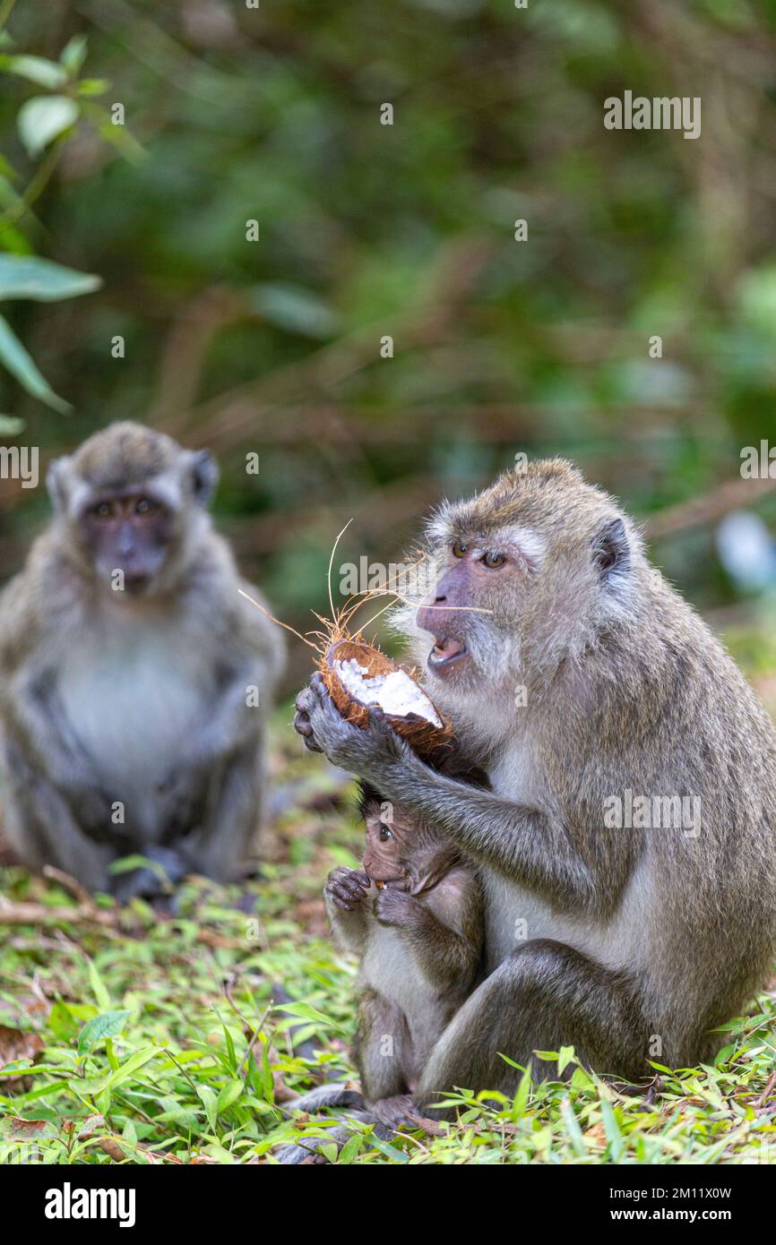 Monkey grand bassin mauritius hi-res stock photography and images - Alamy