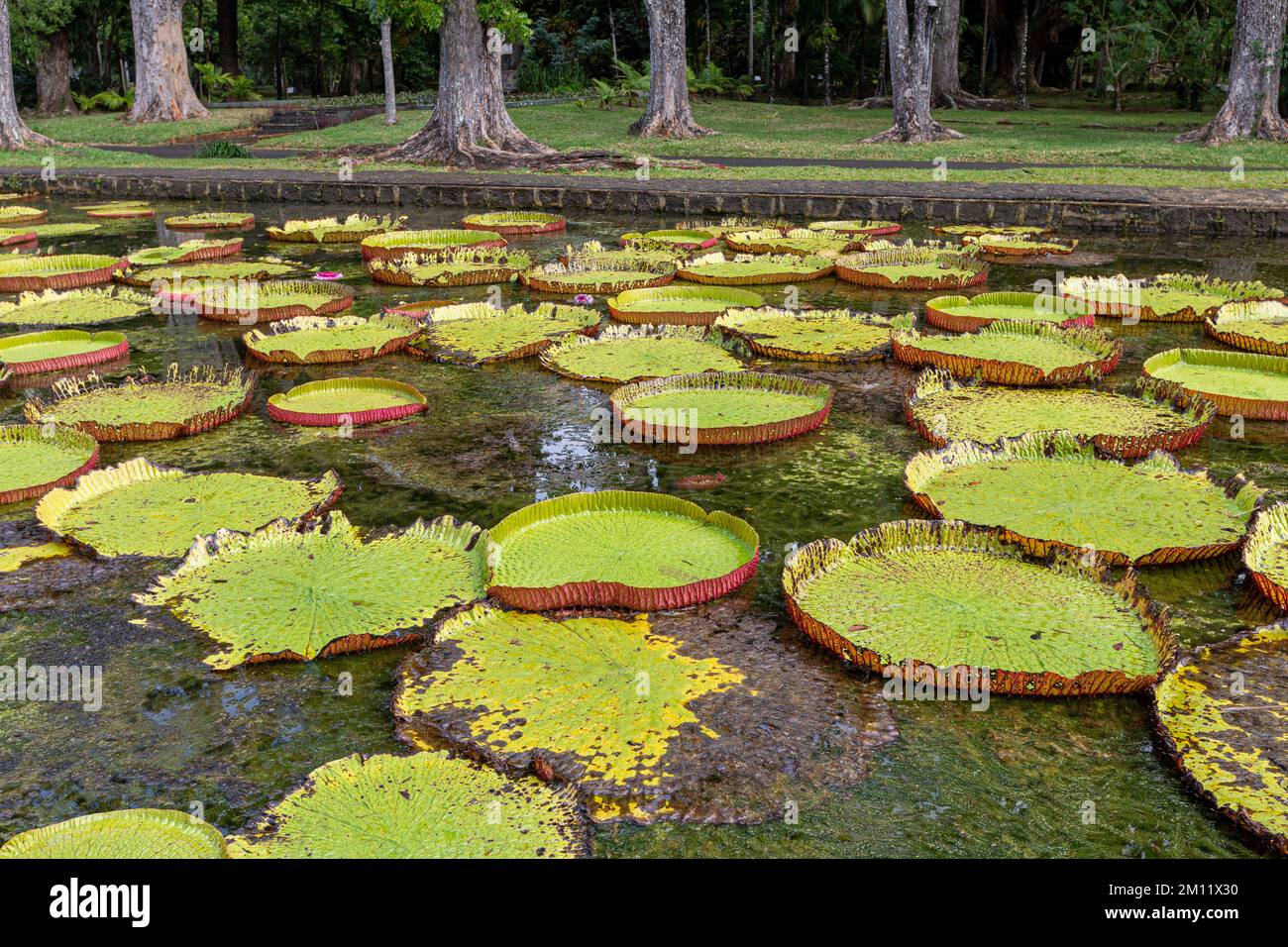 Sir Seewoosagur Ramgoolam Botanical Garden, pond with Victoria ...