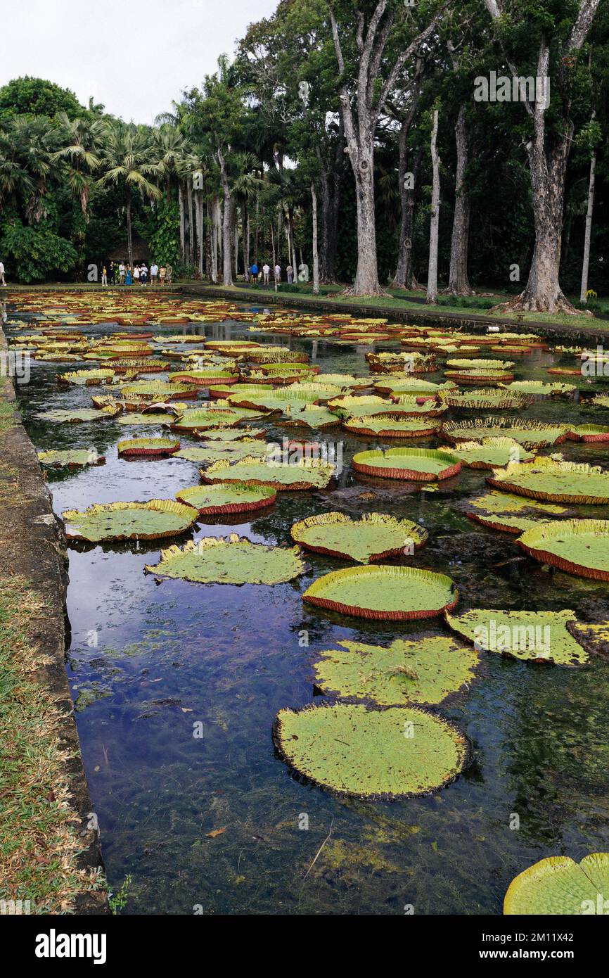 Sir Seewoosagur Ramgoolam Botanical Garden, pond with Victoria ...