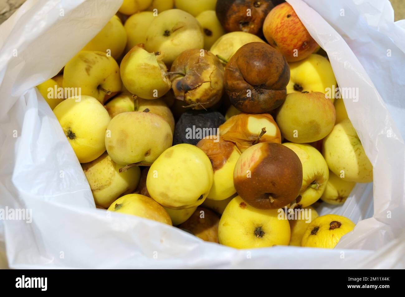 Spoiled apples. Bad harvest. The concept of contamination and expired ...