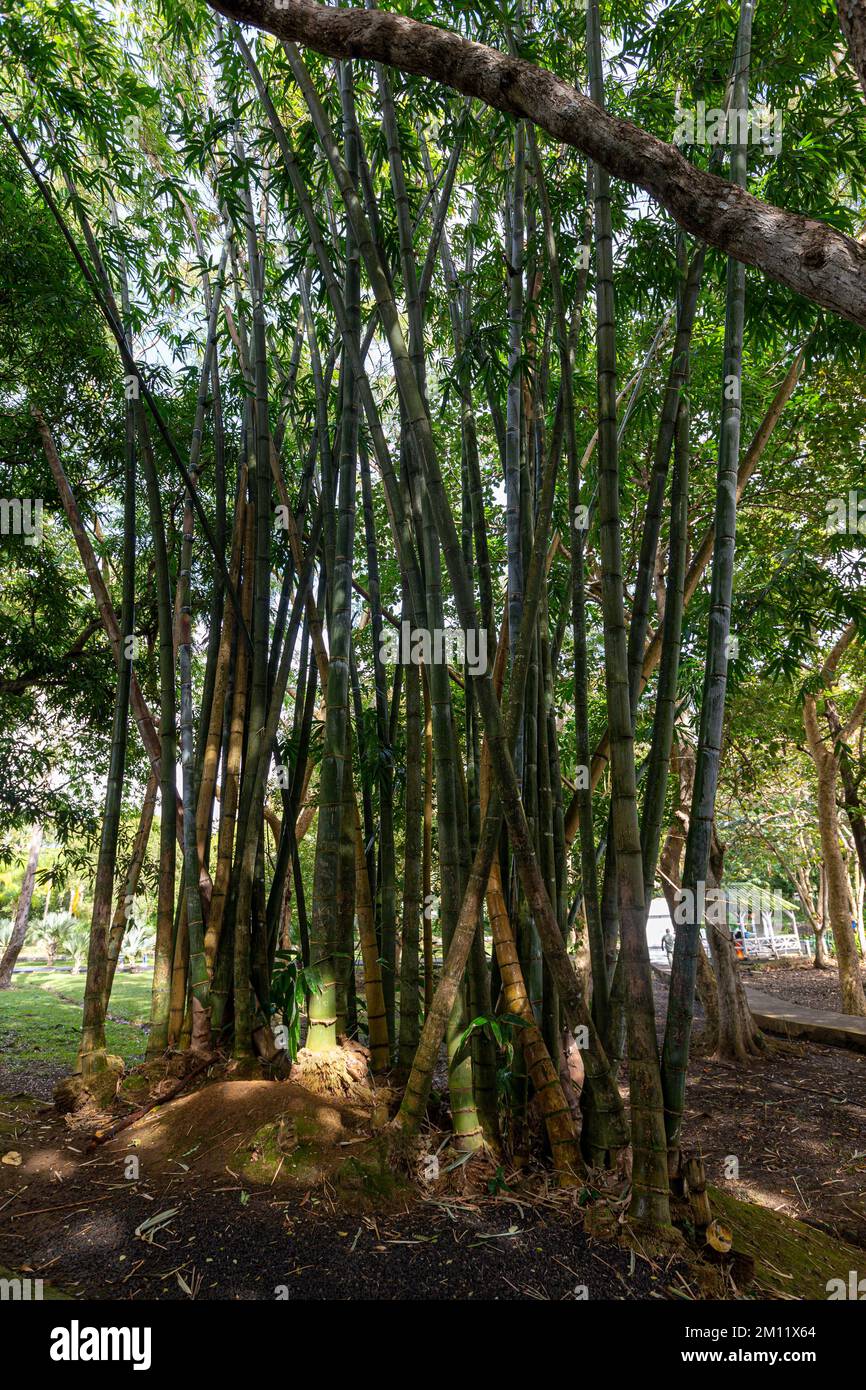 The Trees at Sir Seewoosagur Ramgoolam Botanical Garden, Mauritius ...