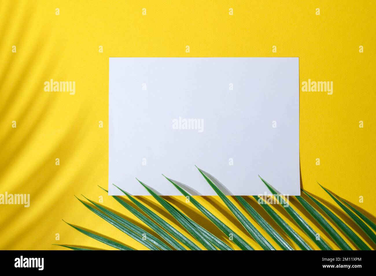 Green tropical palm leaves on bright yellow background. Summer concept ...