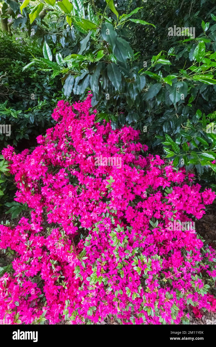 Azaleas in Bloom, Greenwich Park, Greenwich, London, England Stock ...
